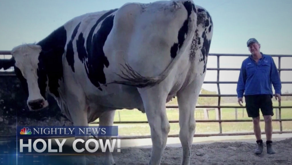 After NBC's punny story on giant cow, Lester Holt 'cries' over spilled ...